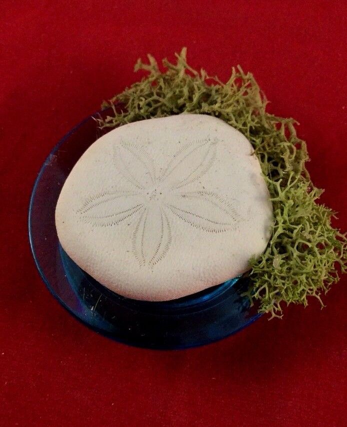 Sand Dollar Refrigerator Magnet CO – Scenic City Oddities