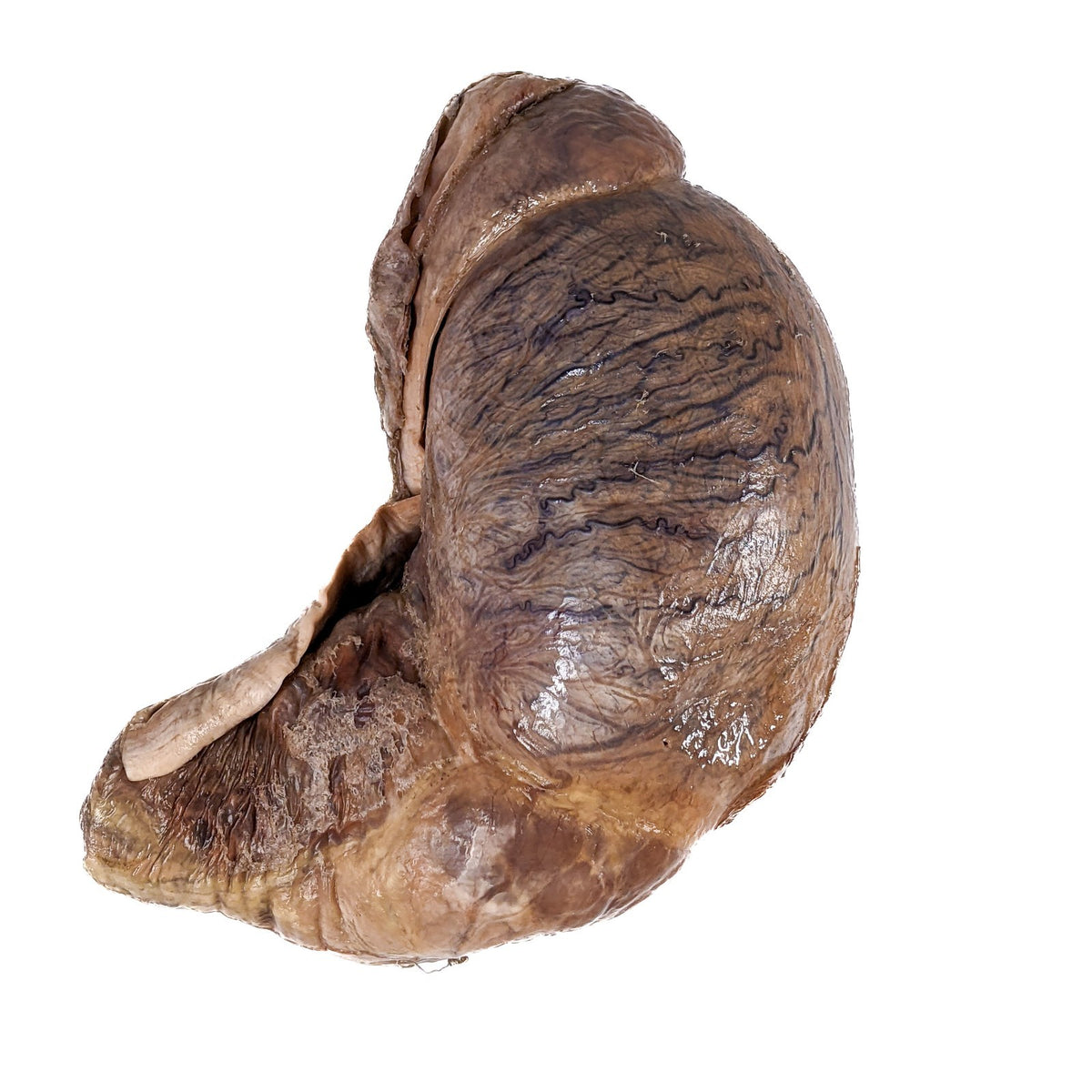 Preserved Pig Testicle Wet Specimen – Scenic City Oddities