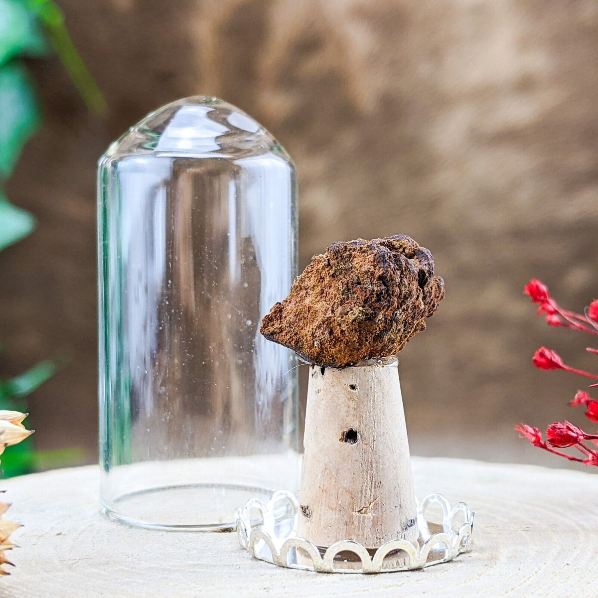 Dinosaur Poop Fossil in Glass Dome – Scenic City Oddities