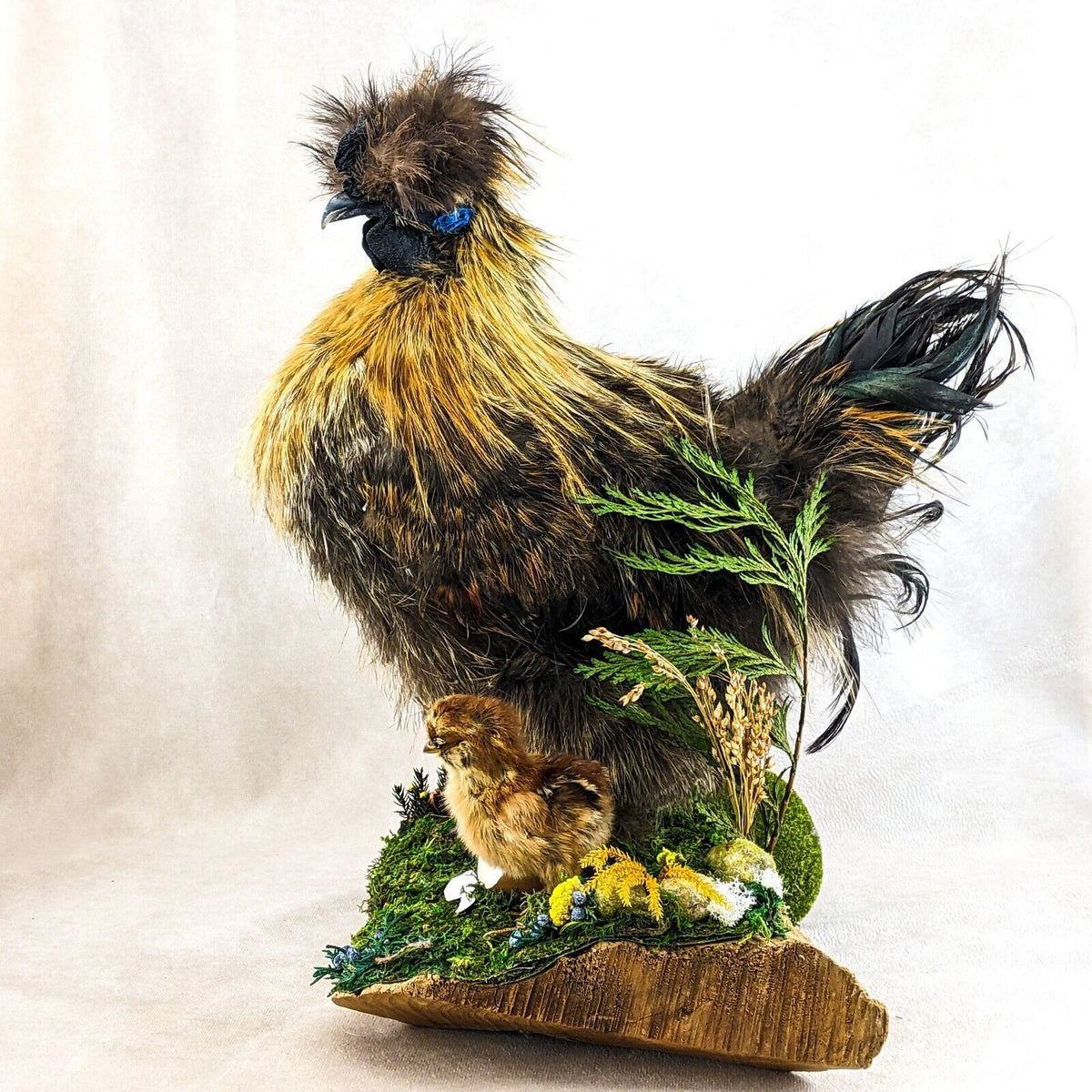 Silkie Chicken Chestnut & Tan with Dark Chick – Scenic City Oddities