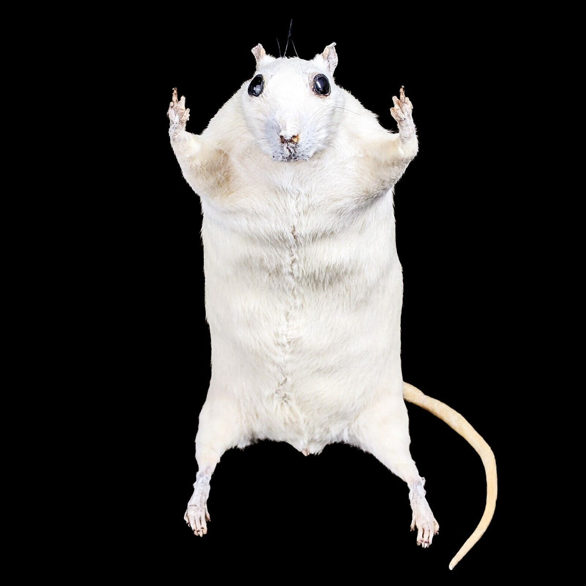 Rat flipping bird – Scenic City Oddities