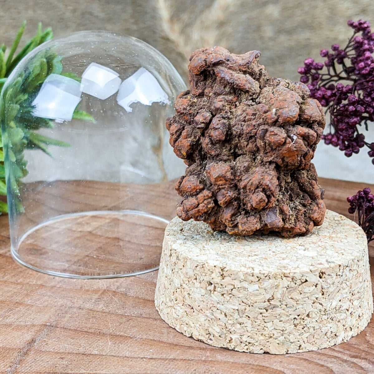 Dinosaur Poop Fossil in Glass Dome – Scenic City Oddities