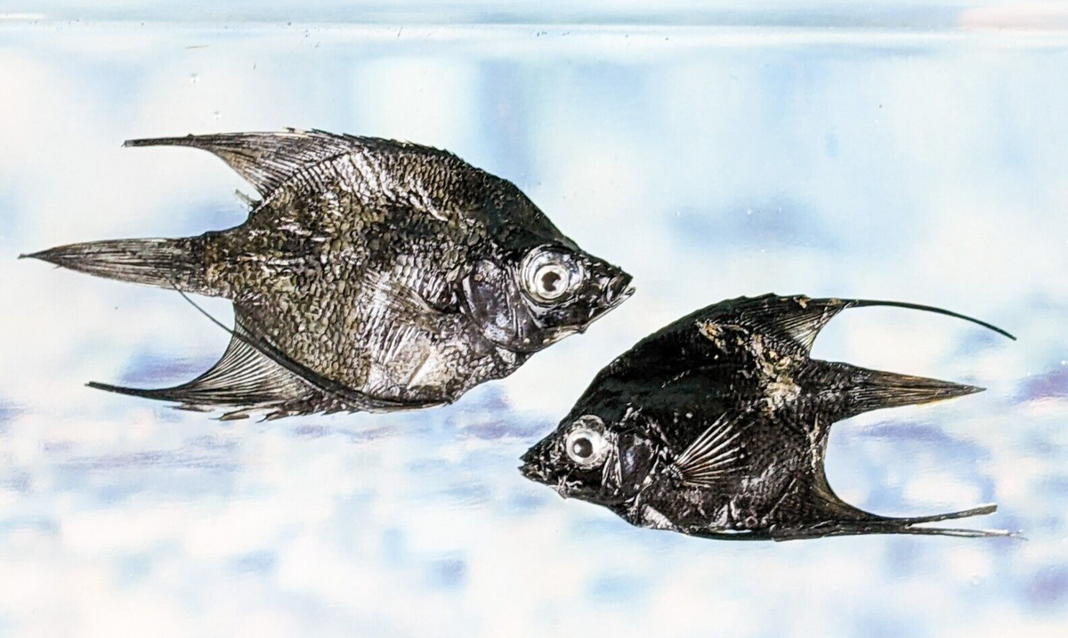 Angelfish Fish Small Specimen – Scenic City Oddities