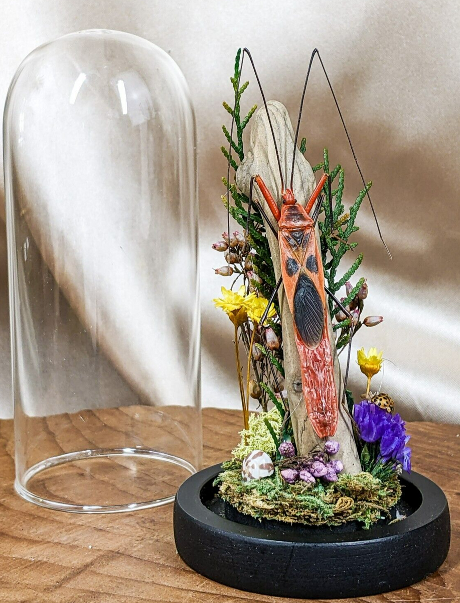 Screaming Face Beetle Glass Dome – Scenic City Oddities