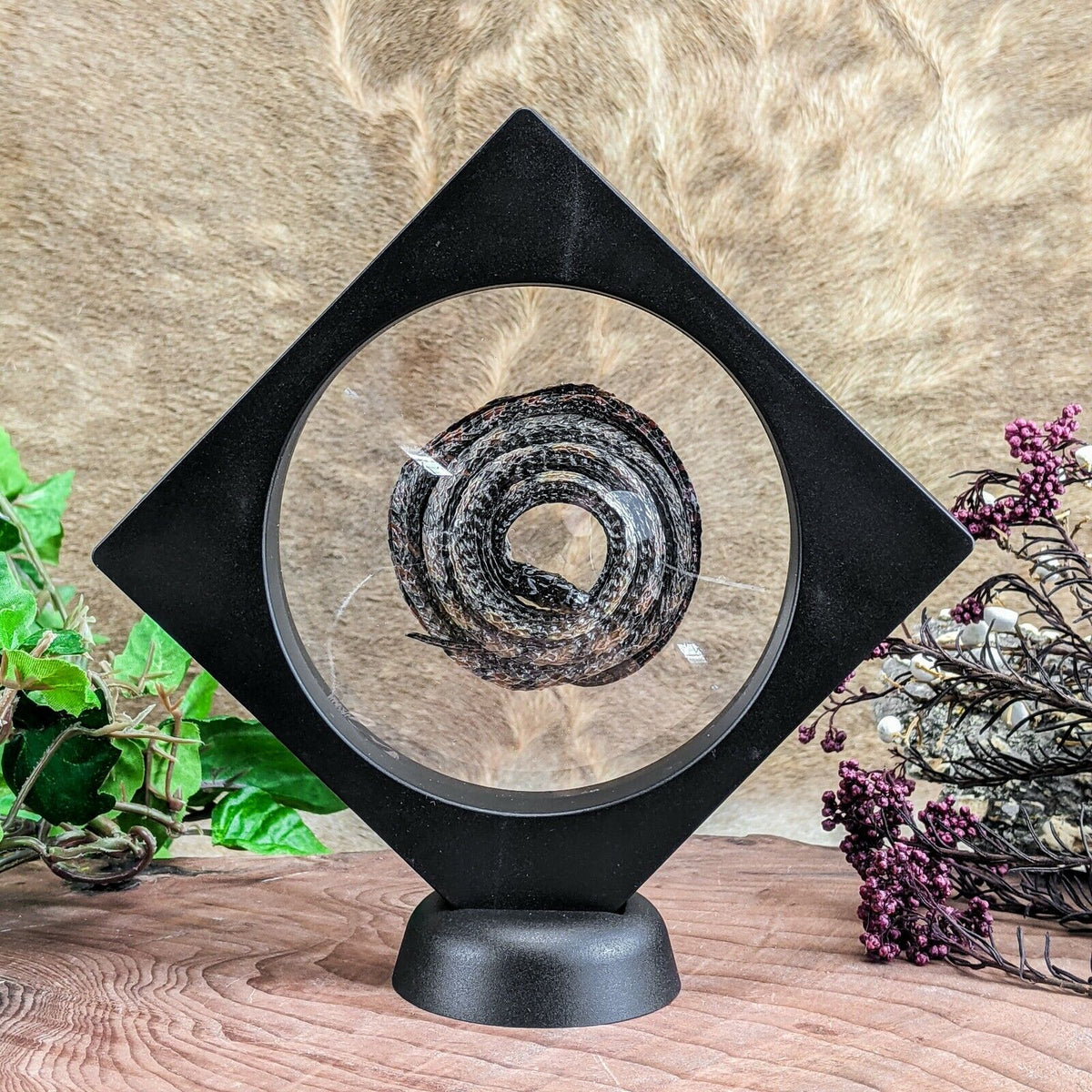 Red Banded Snake Specimen in Floating Frame – Scenic City Oddities