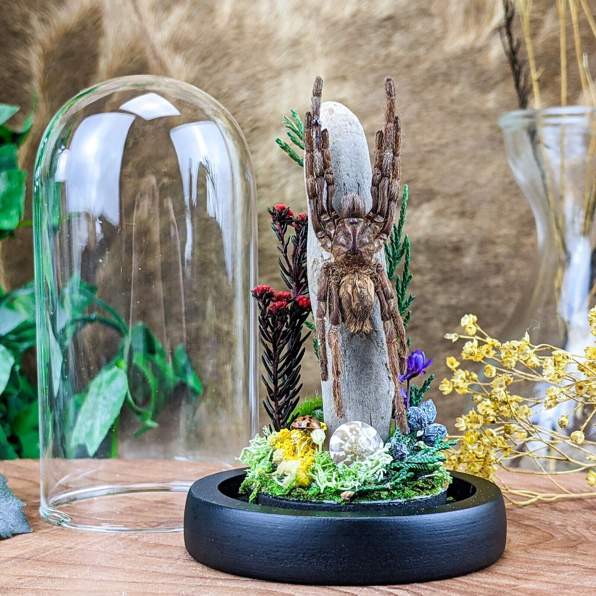 Tarantula Spider Glass Dome – Scenic City Oddities