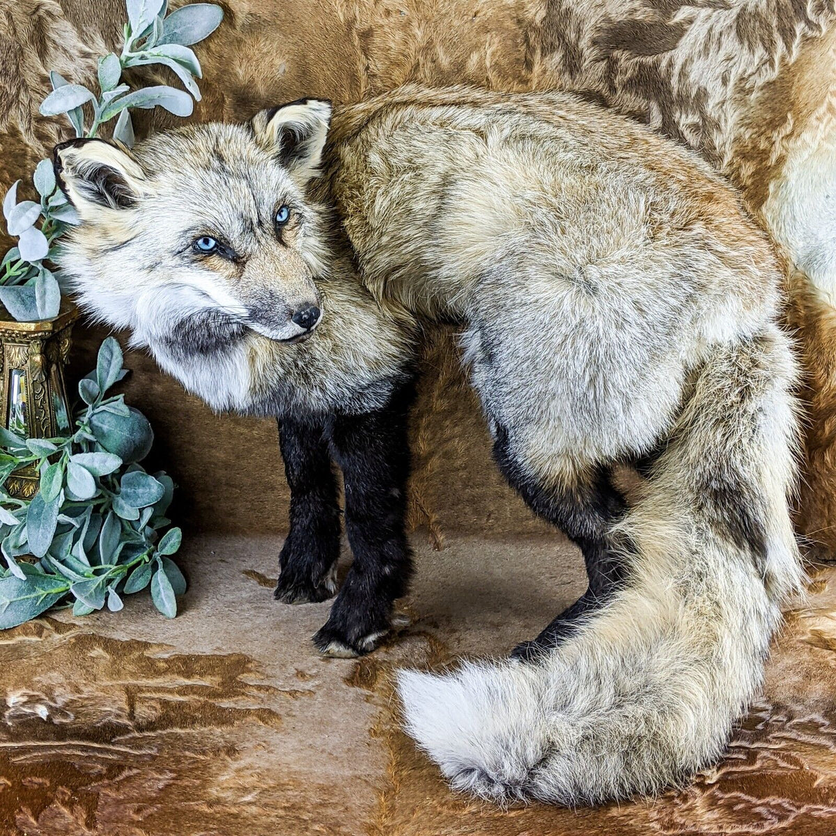 Pearl Ranch Fox Mount Display – Scenic City Oddities