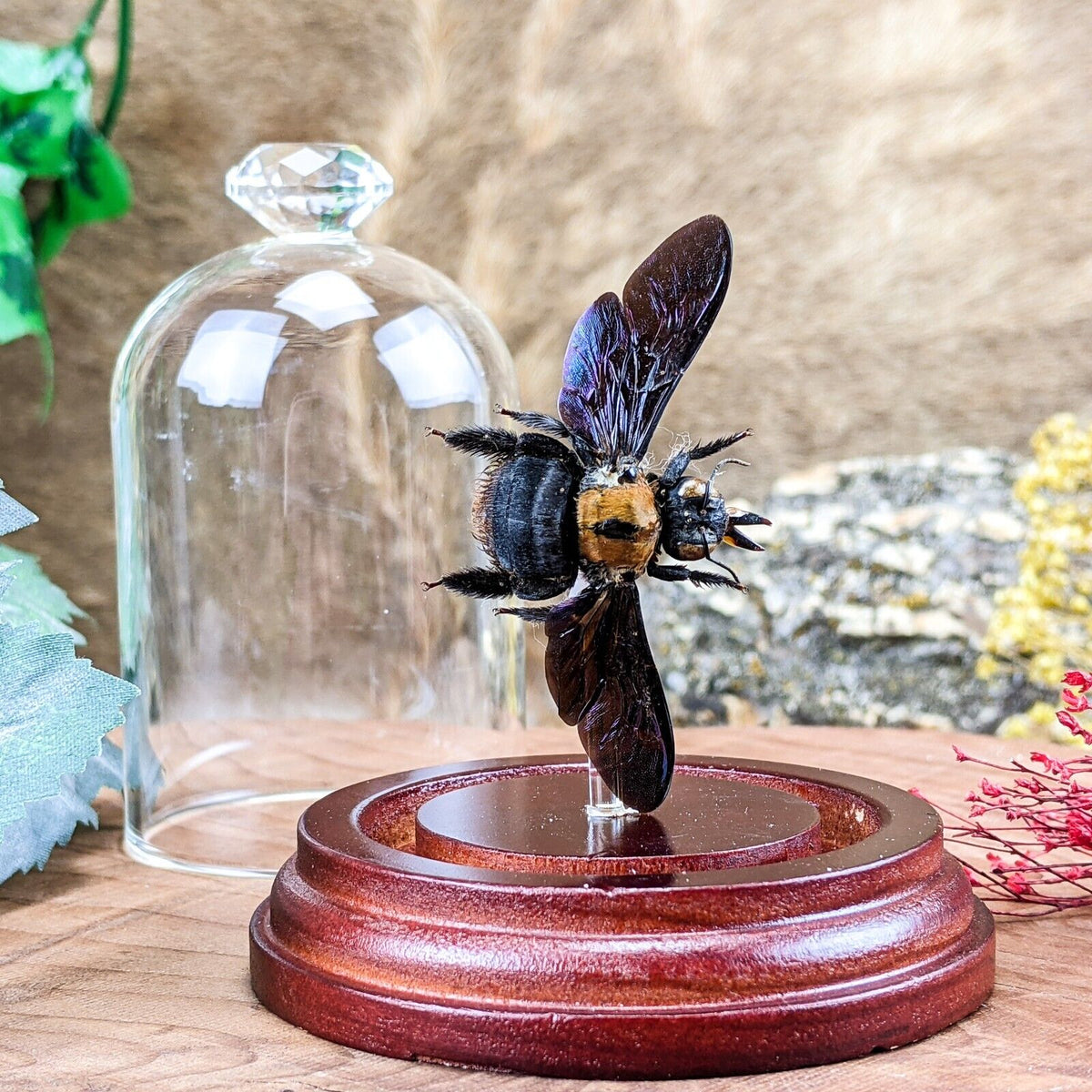 Blue Winged Carpenter Bee Specimen in Glass Dome – Scenic City Oddities