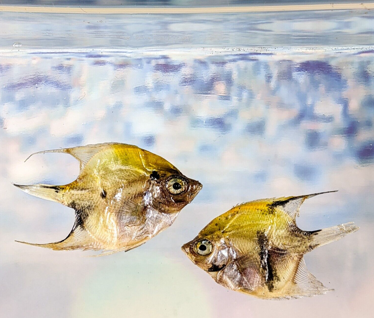 2 Small Marbled Angelfish fish – Scenic City Oddities