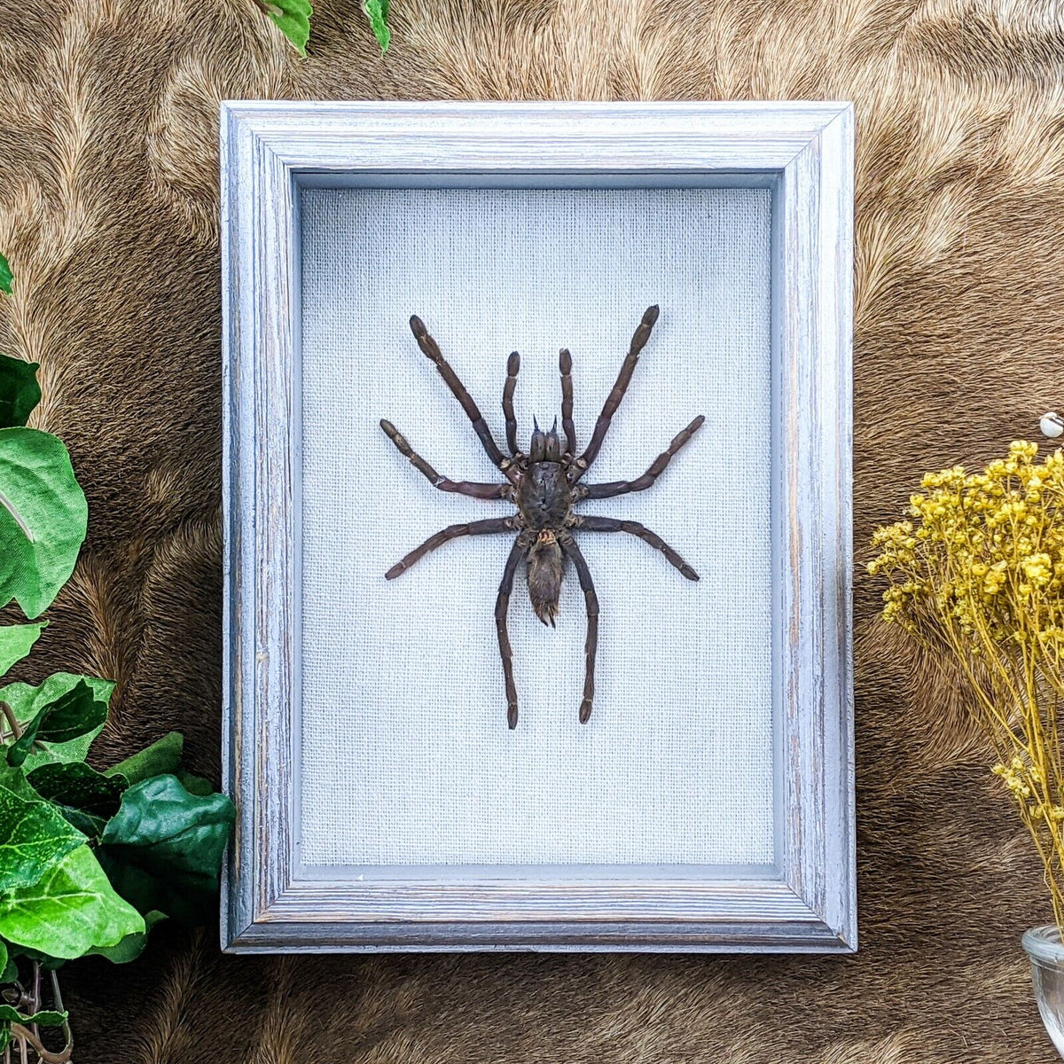 Real Tarantula Spider Shadowbox Frame – Scenic City Oddities