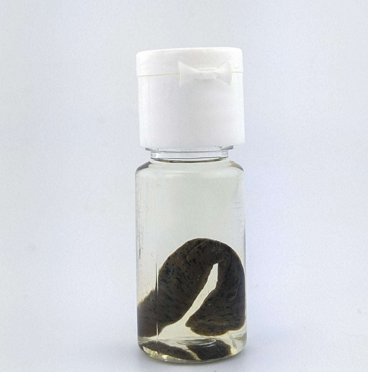 Leech wet specimen Wet Specimen collectible specimen Test tube display ...