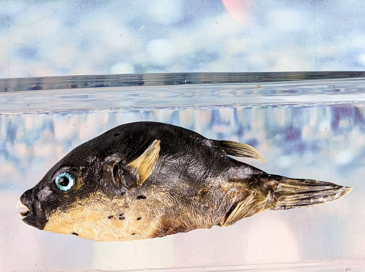 Parrot Puffer Fish Specimen – Scenic City Oddities