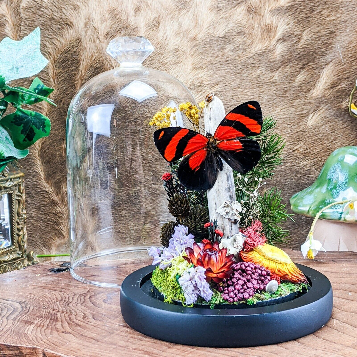 Callicore Cynosura Butterfly Glass Dome – Scenic City Oddities