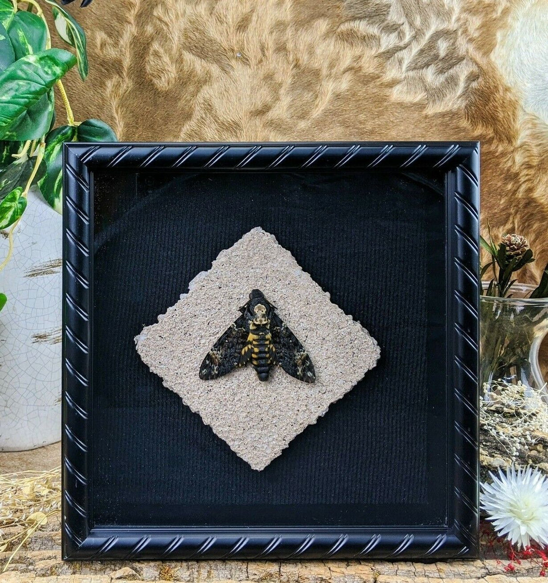 Death's Head Hawk Moth Shadow Box – Scenic City Oddities