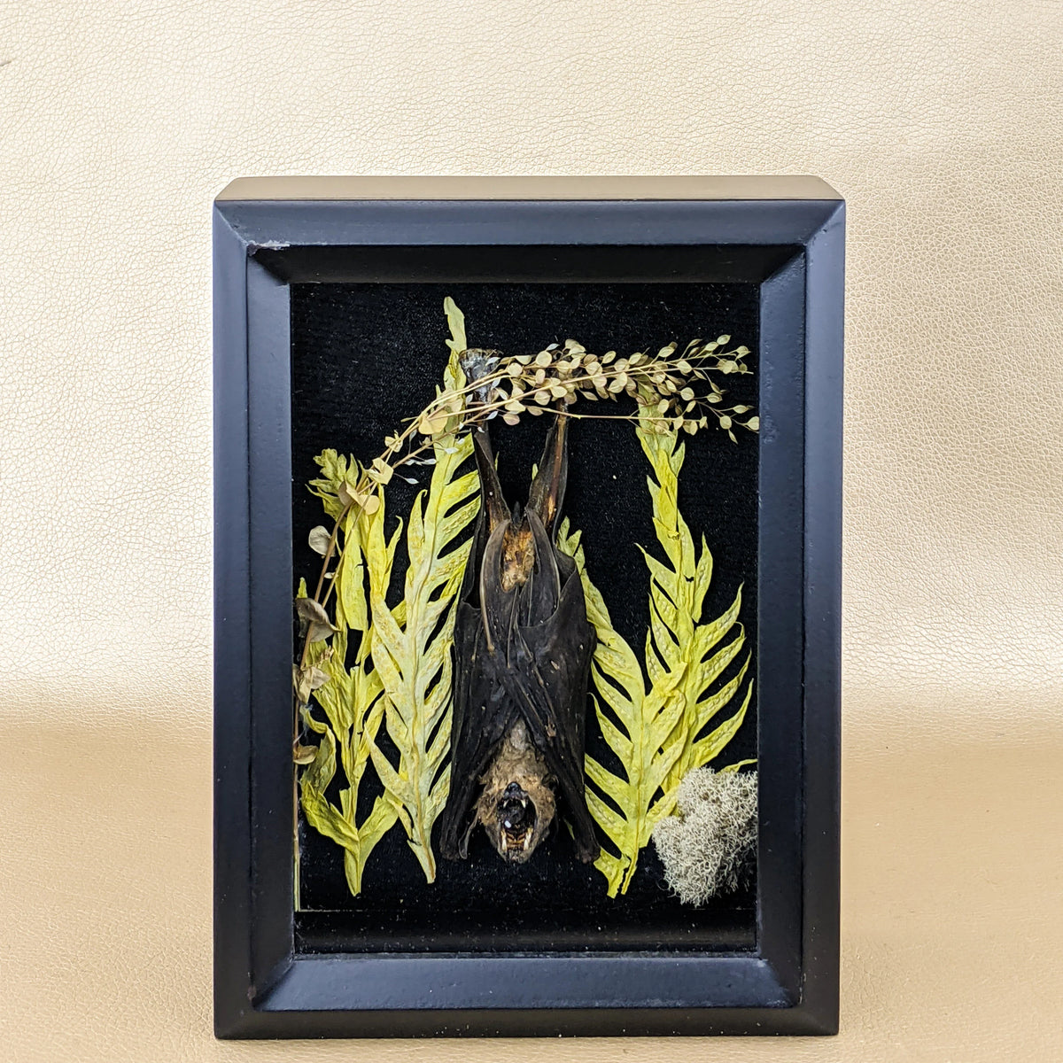 Real Lesser Dawn bat shadow box – Scenic City Oddities