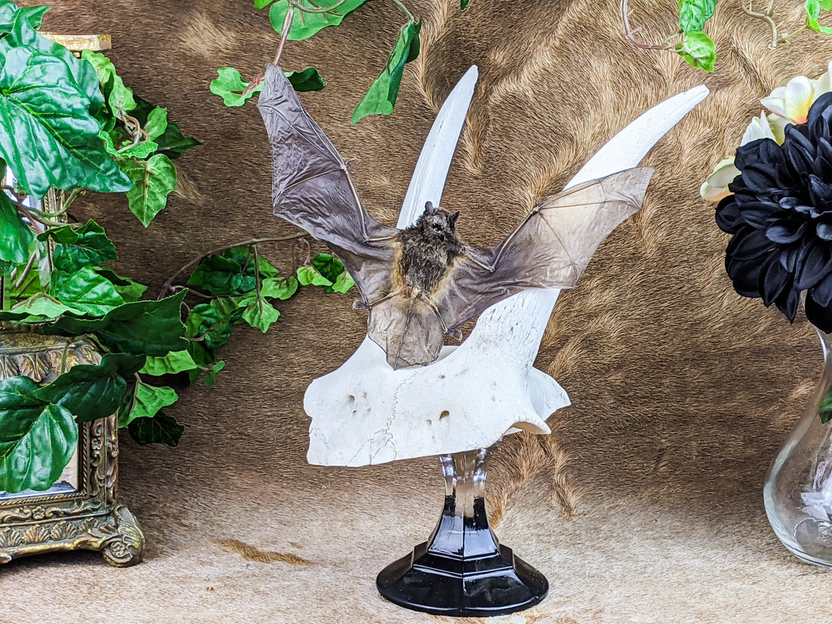 Real Ram Goat horns & bat Stand (PI) Display – Scenic City Oddities