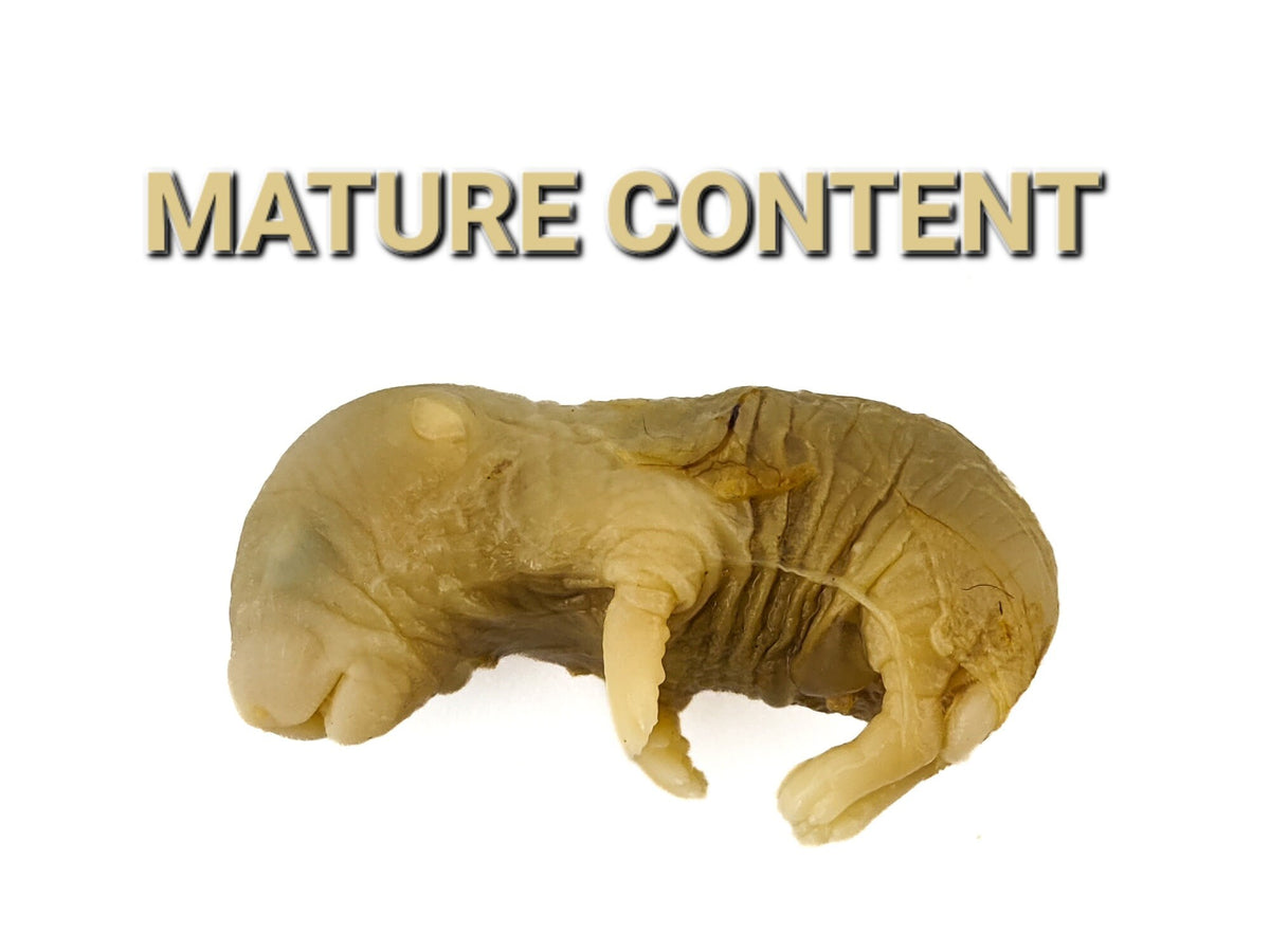 Pinkie Vole fetal Wet Specimen – Scenic City Oddities