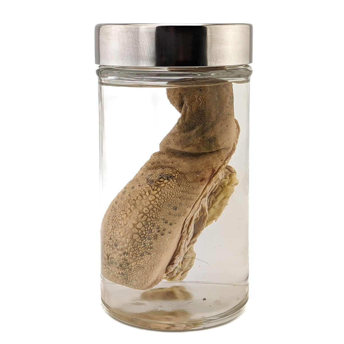 Sheep Tongue Wet Specimen – Scenic City Oddities