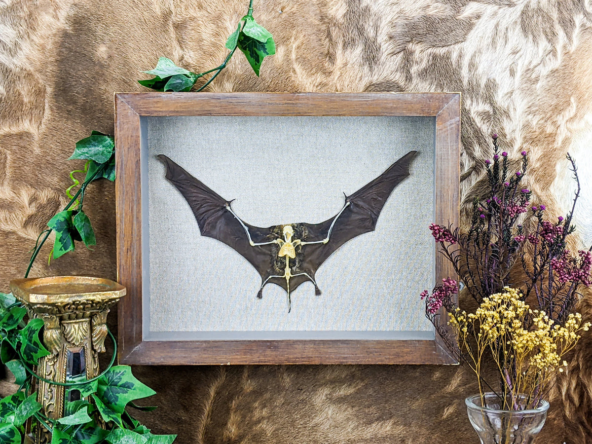 Javan Mastiff Bat 1/2 Skeleton Shadowbox – Scenic City Oddities