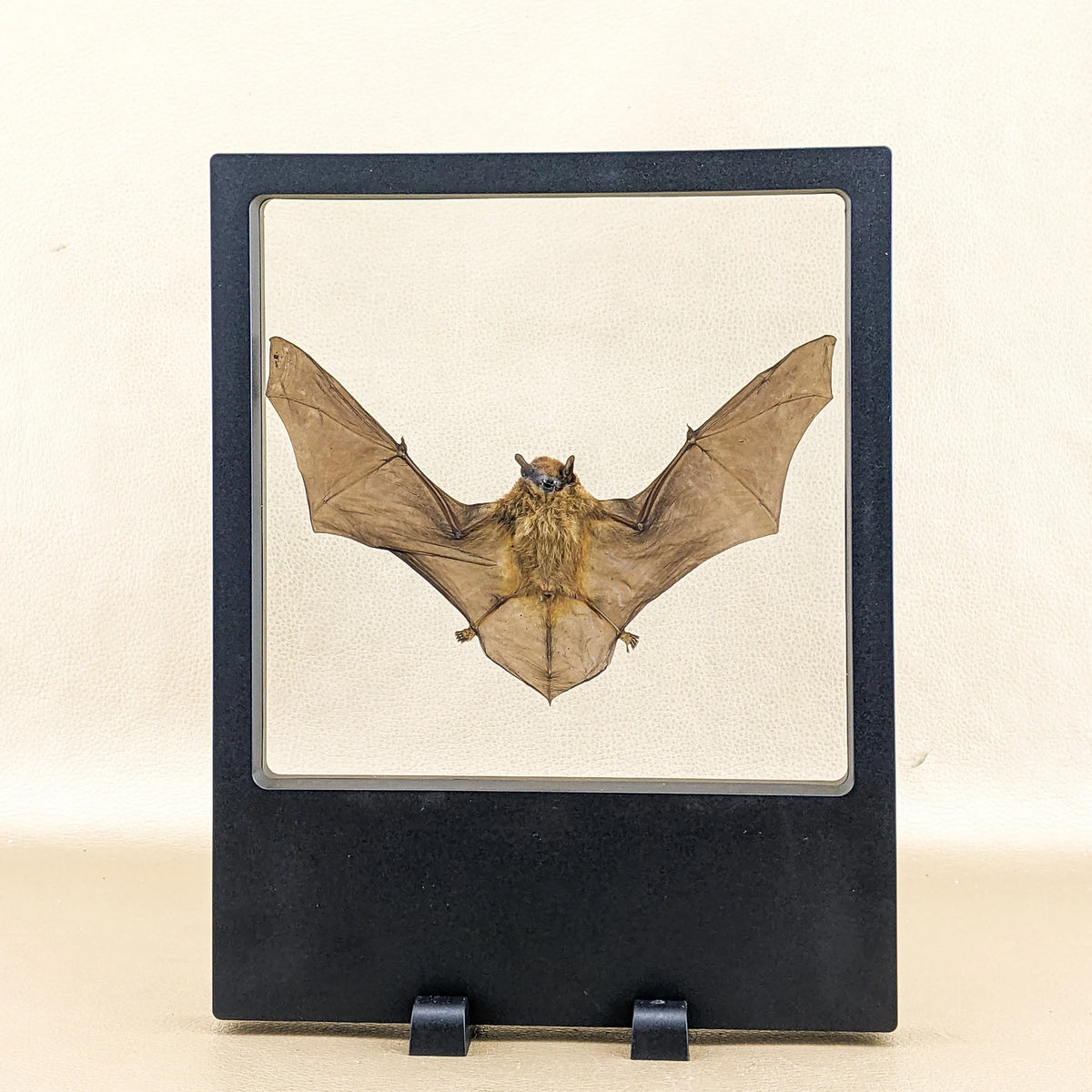 Greater Bamboo Bat Floating Frame – Scenic City Oddities