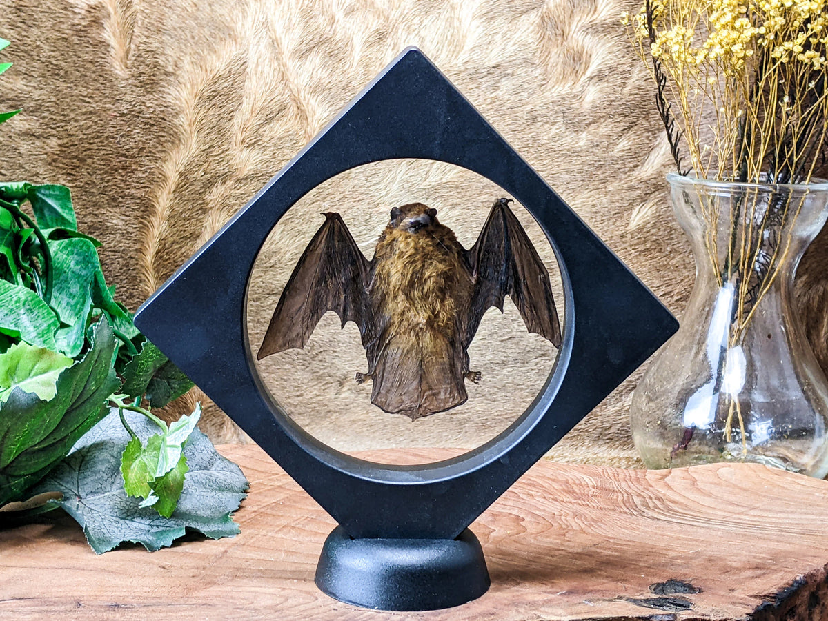 Greater Bamboo Bat Specimen in Floating Frame – Scenic City Oddities