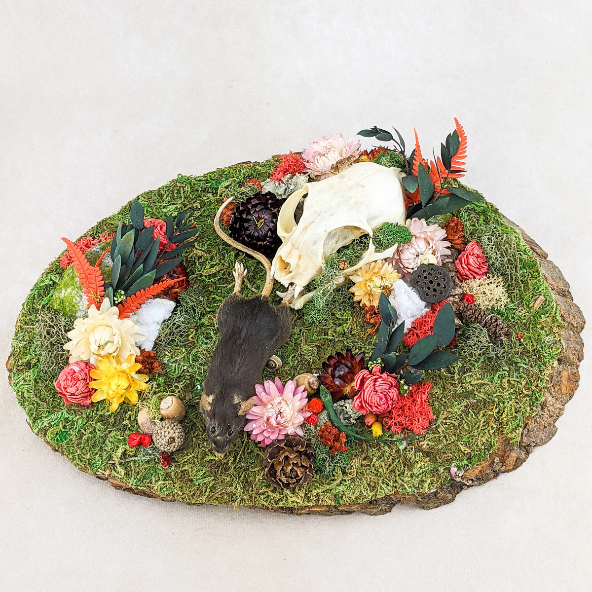 Real Cat Skull & Mouse Wall Hanging Display – Scenic City Oddities