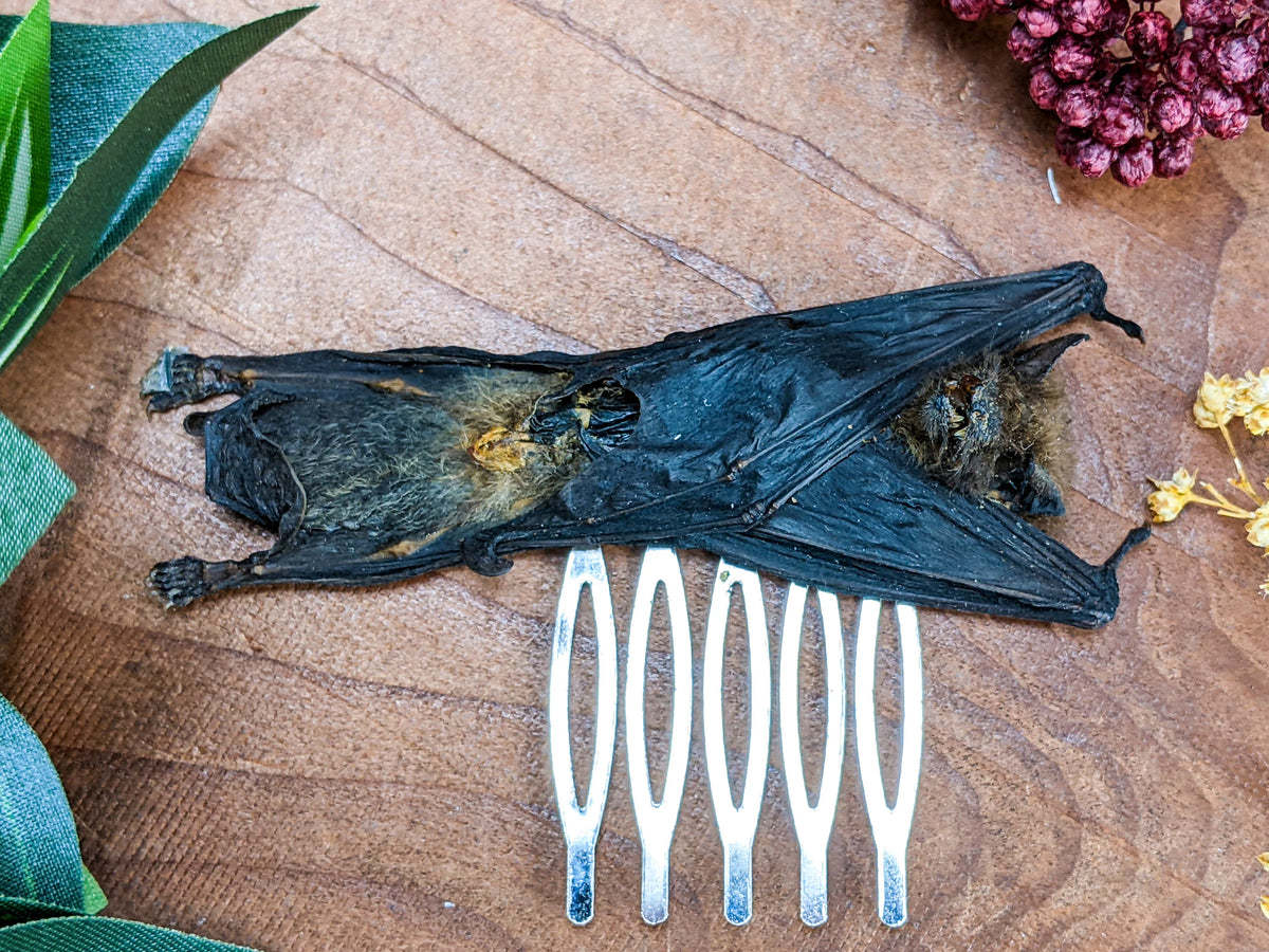 Bat Hair Barrett – Scenic City Oddities