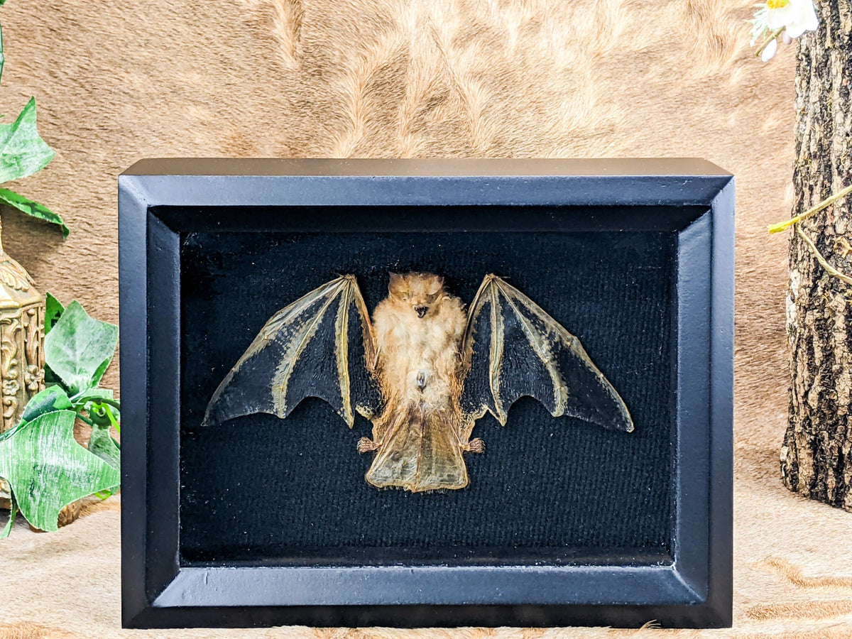 Bat (Kerivoula Picta) Preserved Specimen in Shadowbox Frame – Scenic ...