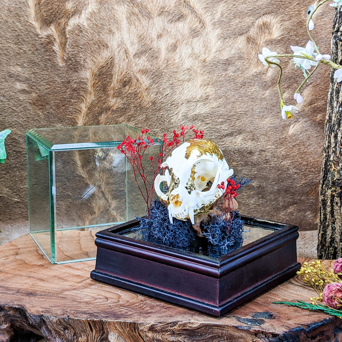 Cat Skull Glass Display Case – Scenic City Oddities