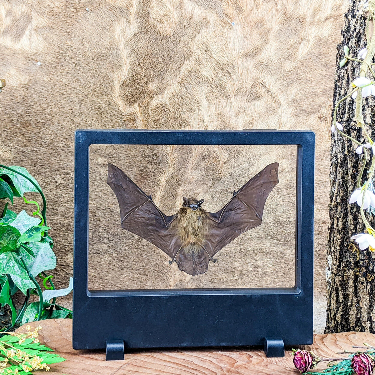 Bat Specimen in Floating Frame – Scenic City Oddities