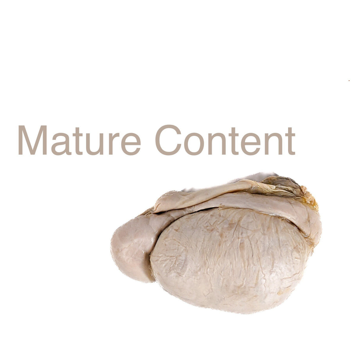 Sheep Testicle Wet Specimen – Scenic City Oddities