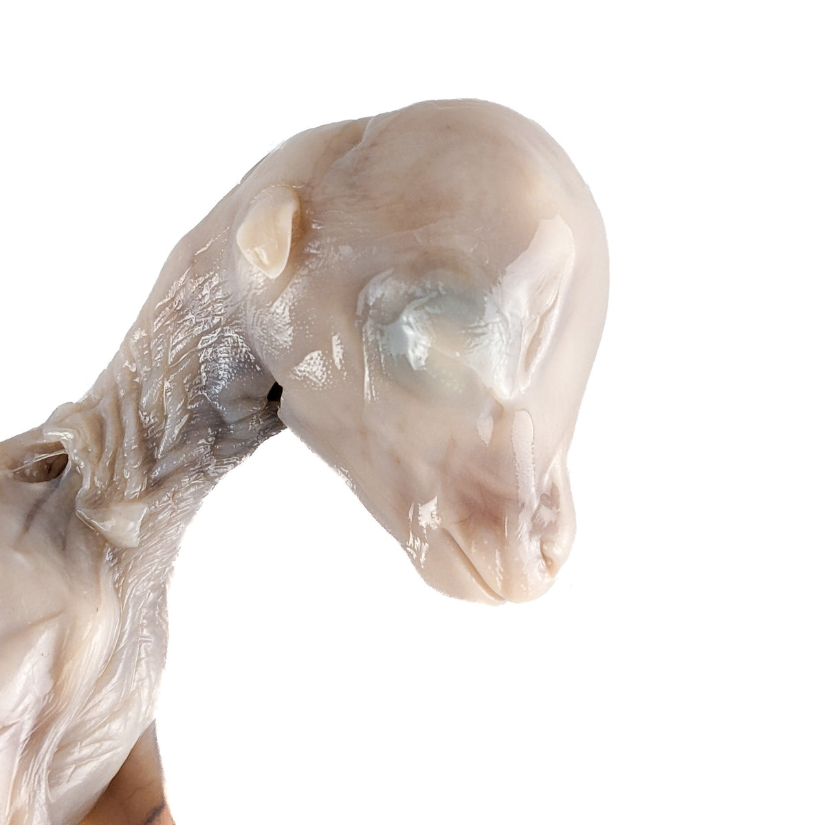 lamb fetus Wet Specimen – Scenic City Oddities