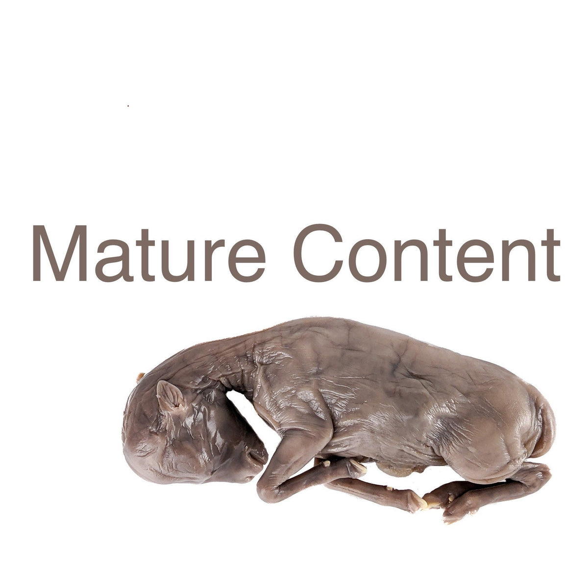 lamb fetus Wet Specimen – Scenic City Oddities