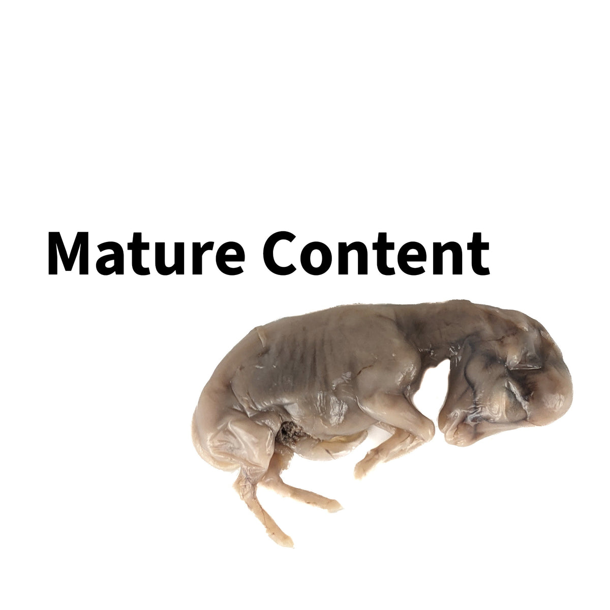 lamb fetus Sheep Wet Specimen – Scenic City Oddities