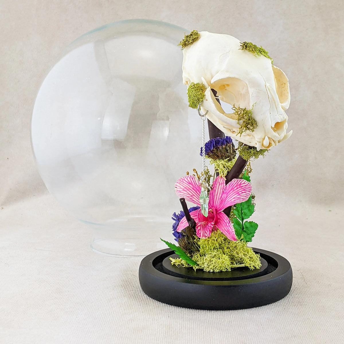 Cat Skull Glass Dome – Scenic City Oddities