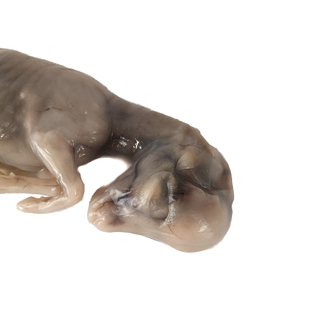 lamb fetus Sheep Wet Specimen – Scenic City Oddities