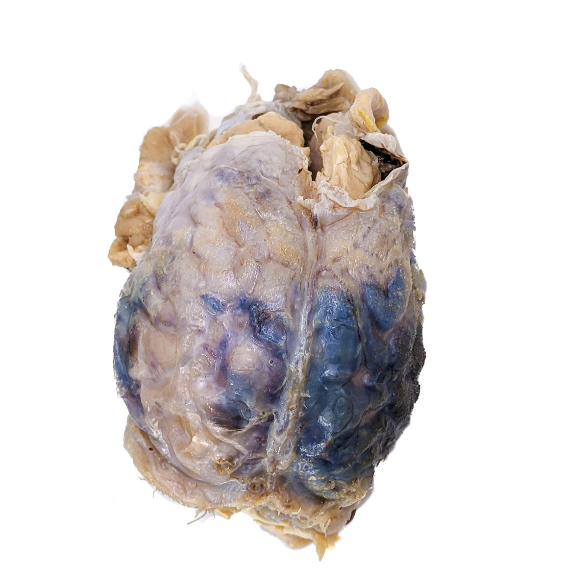 Preserved Pig brain Wet Specimen – Scenic City Oddities