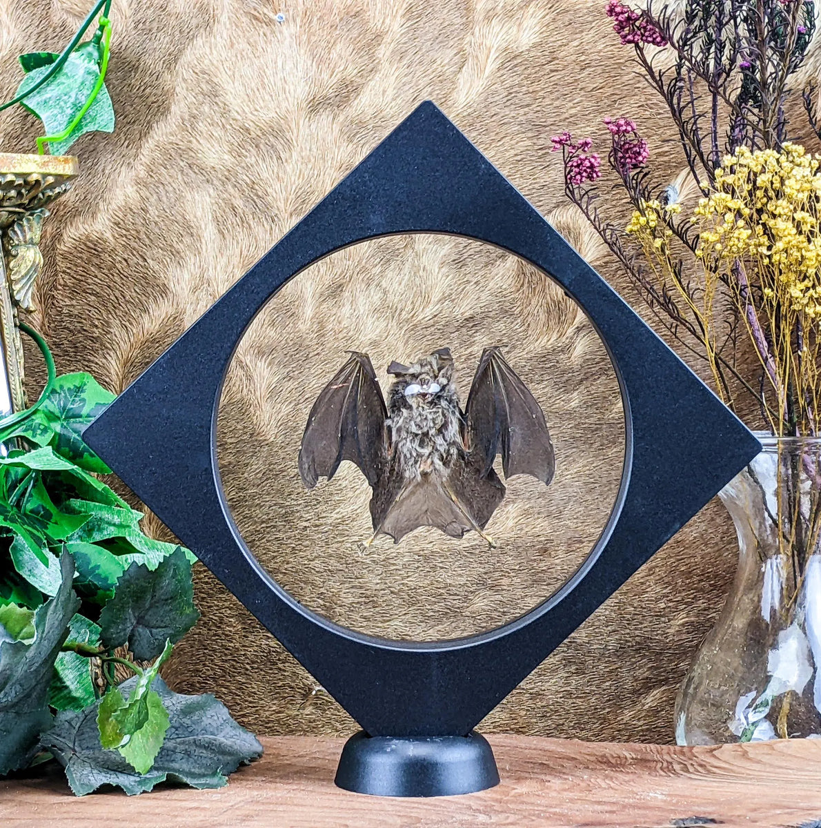 Bat (Rhinolophus Luctus) Preserved Specimen Floating Frame – Scenic ...