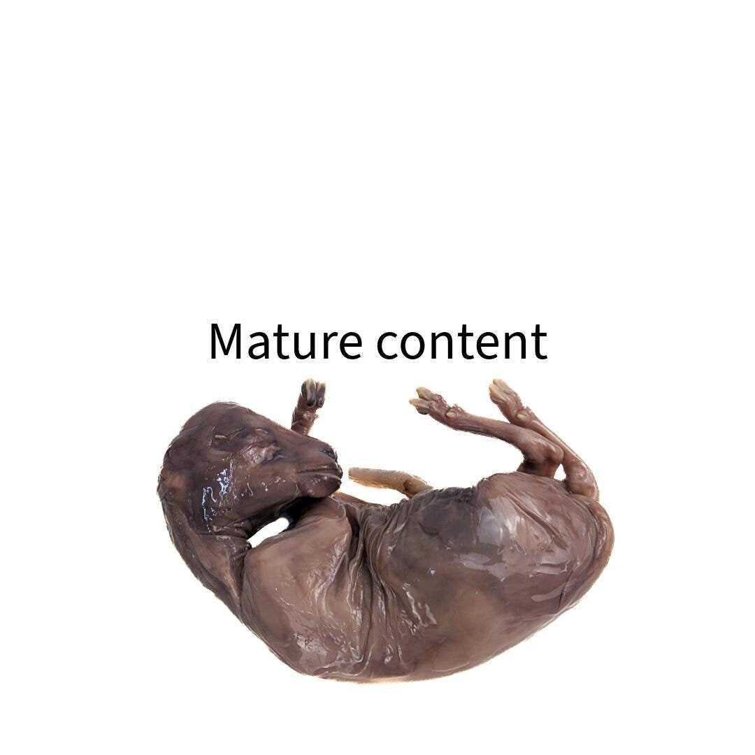 lamb fetus Wet Specimen – Scenic City Oddities