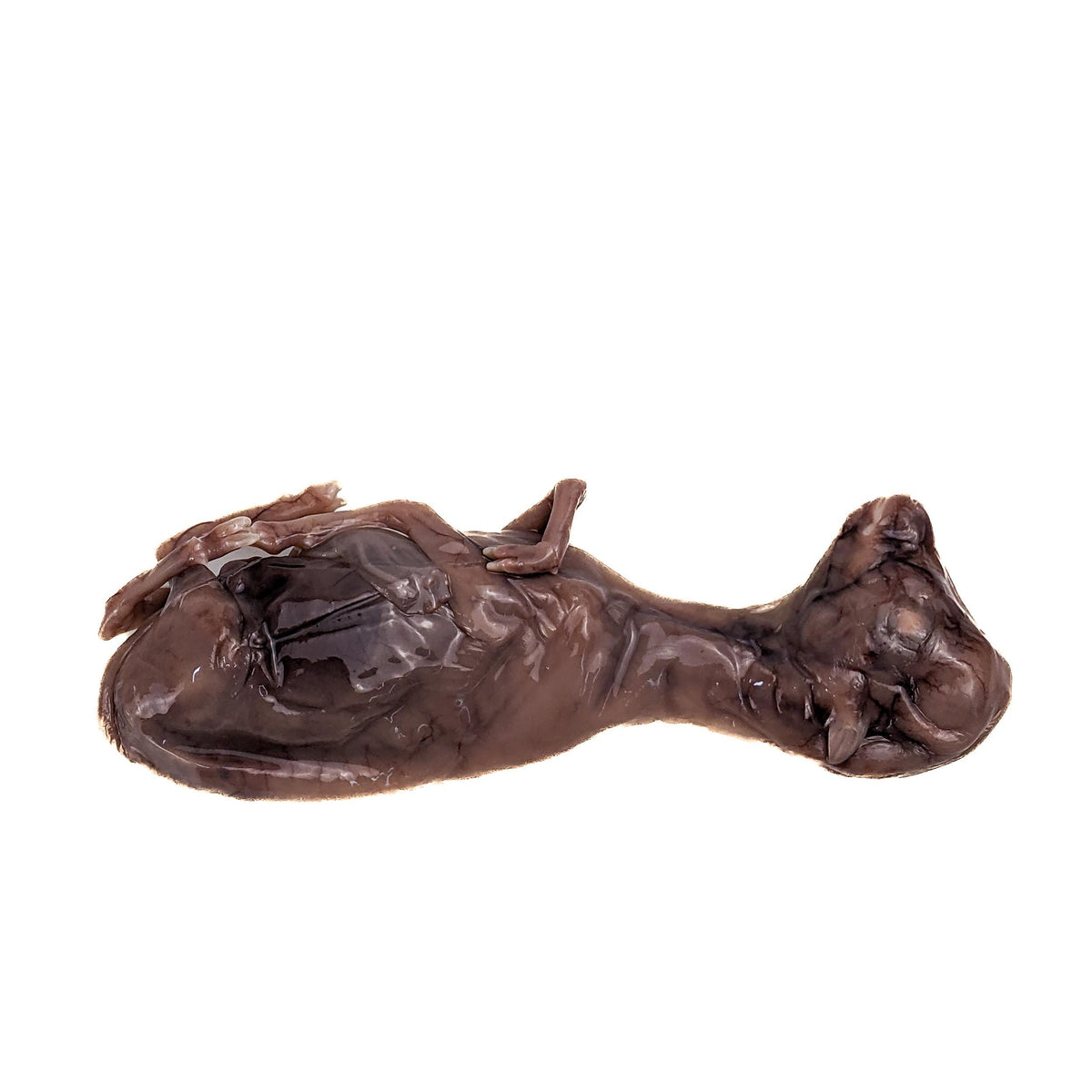 lamb fetus Wet Specimen – Scenic City Oddities