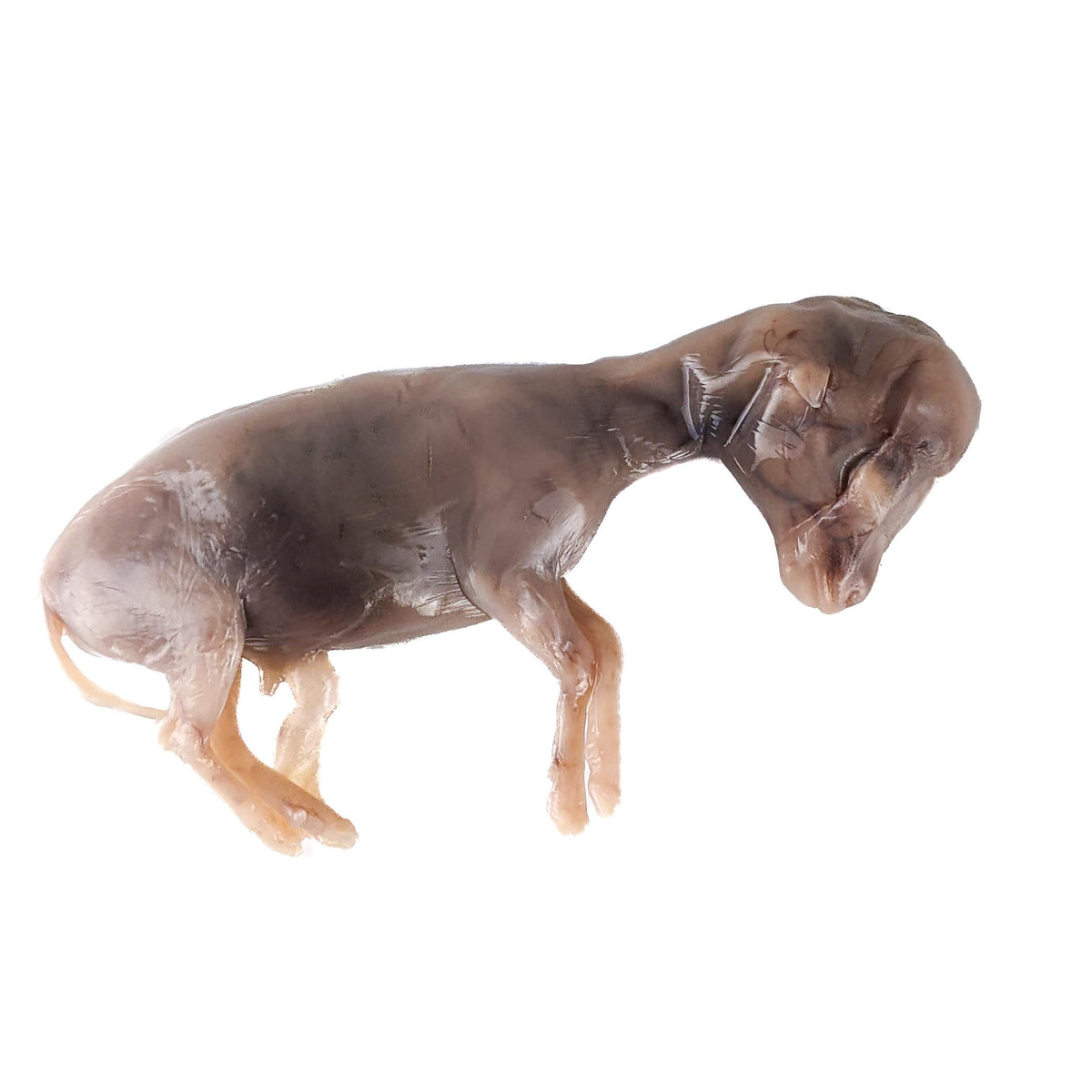 lamb fetus Wet Specimen – Scenic City Oddities