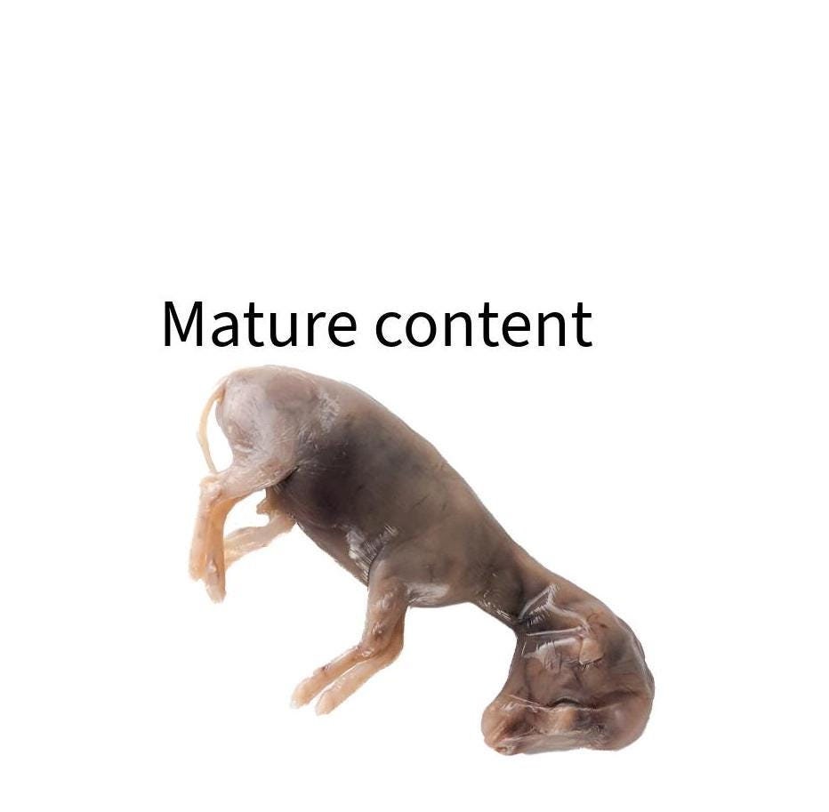 lamb fetus Wet Specimen – Scenic City Oddities